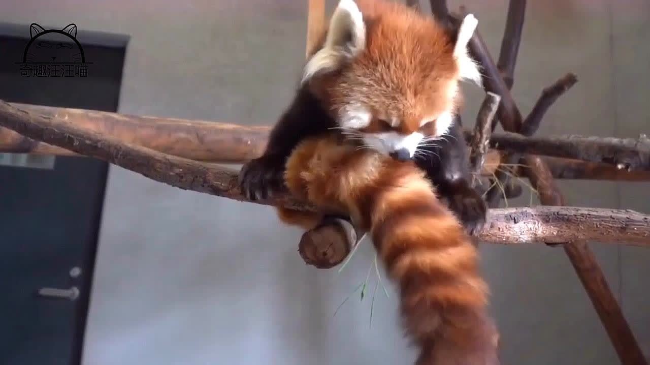 小熊猫吃东西前,抱着自己的尾巴一顿揉搓,太可爱了