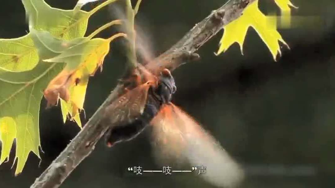 昆虫小百科之蝉