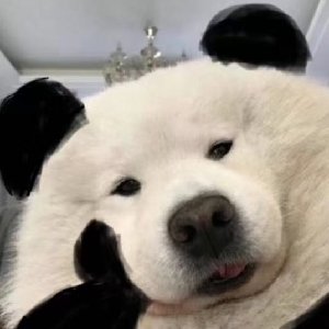 你的二狗子居然 