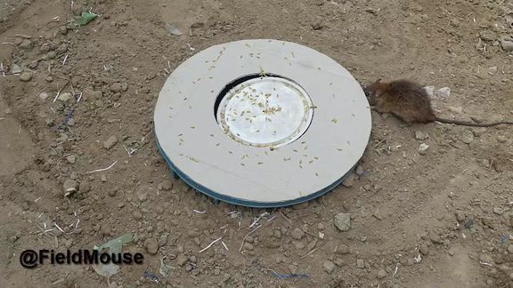 欺负老鼠没头脑?网友自制最实用的捕鼠器,往往不需要复杂的制作