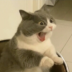 颗颗磕学家 