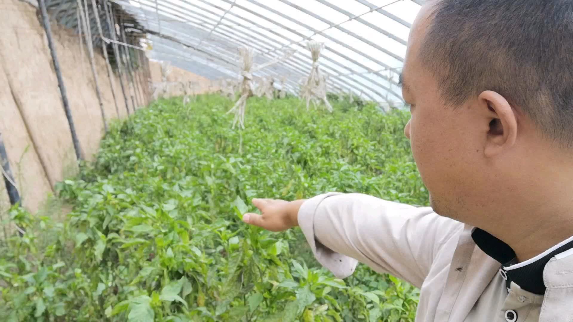 大棚辣椒栽培方法和管理办法,你了解多少?一起看看吧!