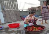 塘主晨晨:老妈秘制的老坛剁辣椒,红红火火一满坛子,看着流口水