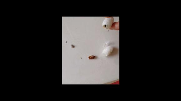 测试一只蚕茧有多坚固,双手都撕不烂ߘ�看看里面还有什么?