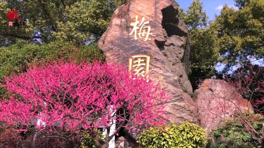 江苏无锡滨湖:瞰梅园,赏美景
