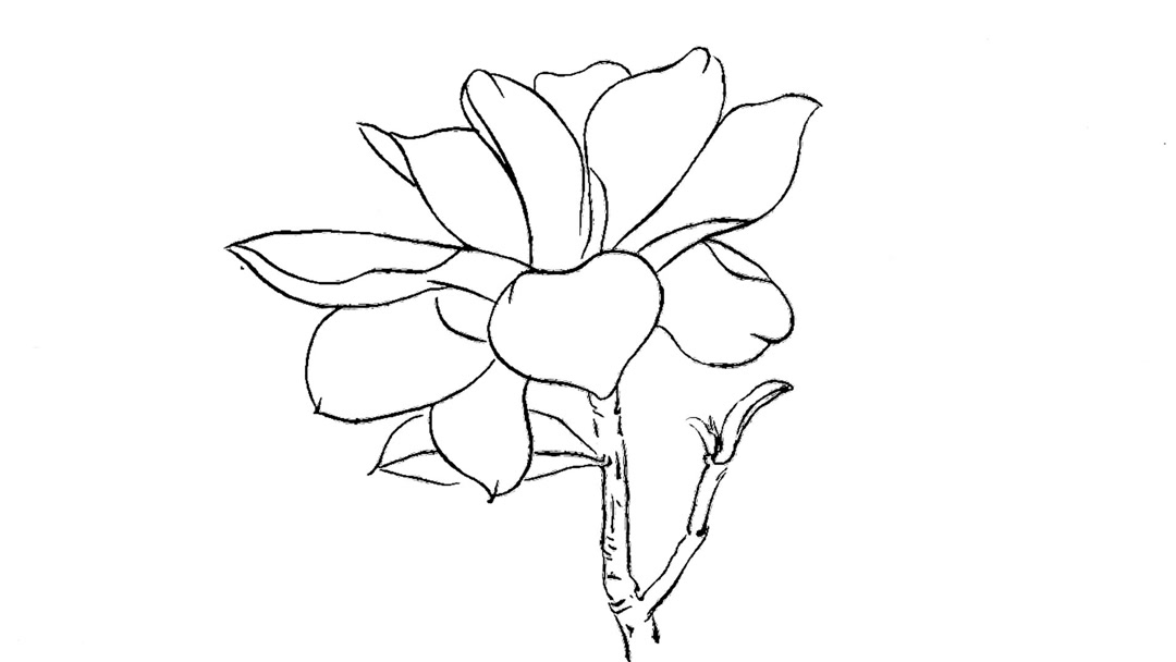 玉兰花白描学习,喜欢的朋友看看!