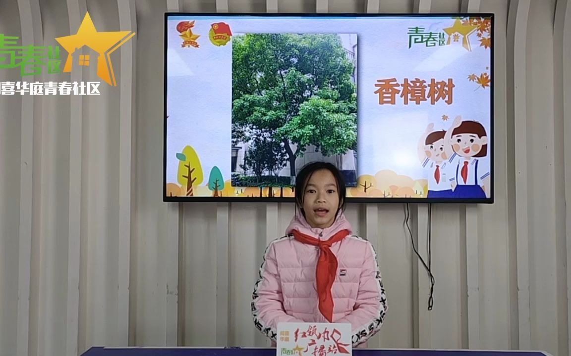 闻喜华庭青春社区 植物大不同 社区绿植讲解 香樟树 讲解人 沈思佳