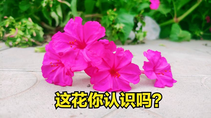 根和叶子有药用价值,果实是天然的化妆品,好漂亮的花你认识吗?