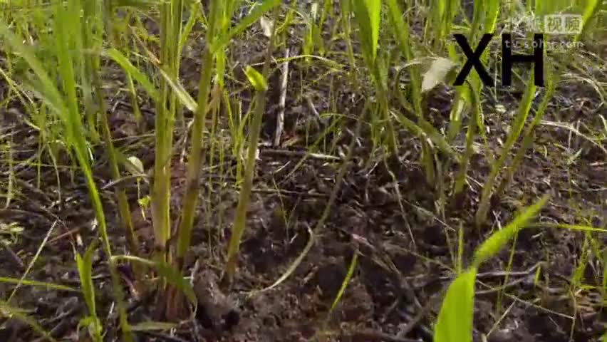 植物生长种子发芽开花自然风景LED大屏幕背景视频素材