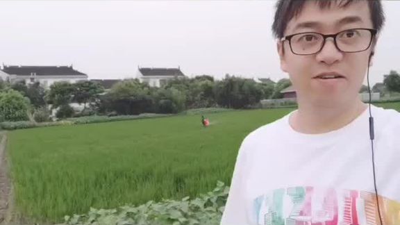 上海金山美丽新农村看农民伯伯施肥,撒尿素