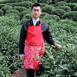 霍山黄芽茶农小陈 