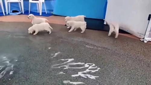 带一群小奶狗去泳池里学习游泳,都主动下水