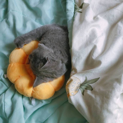 虾饺是个小肥仔 