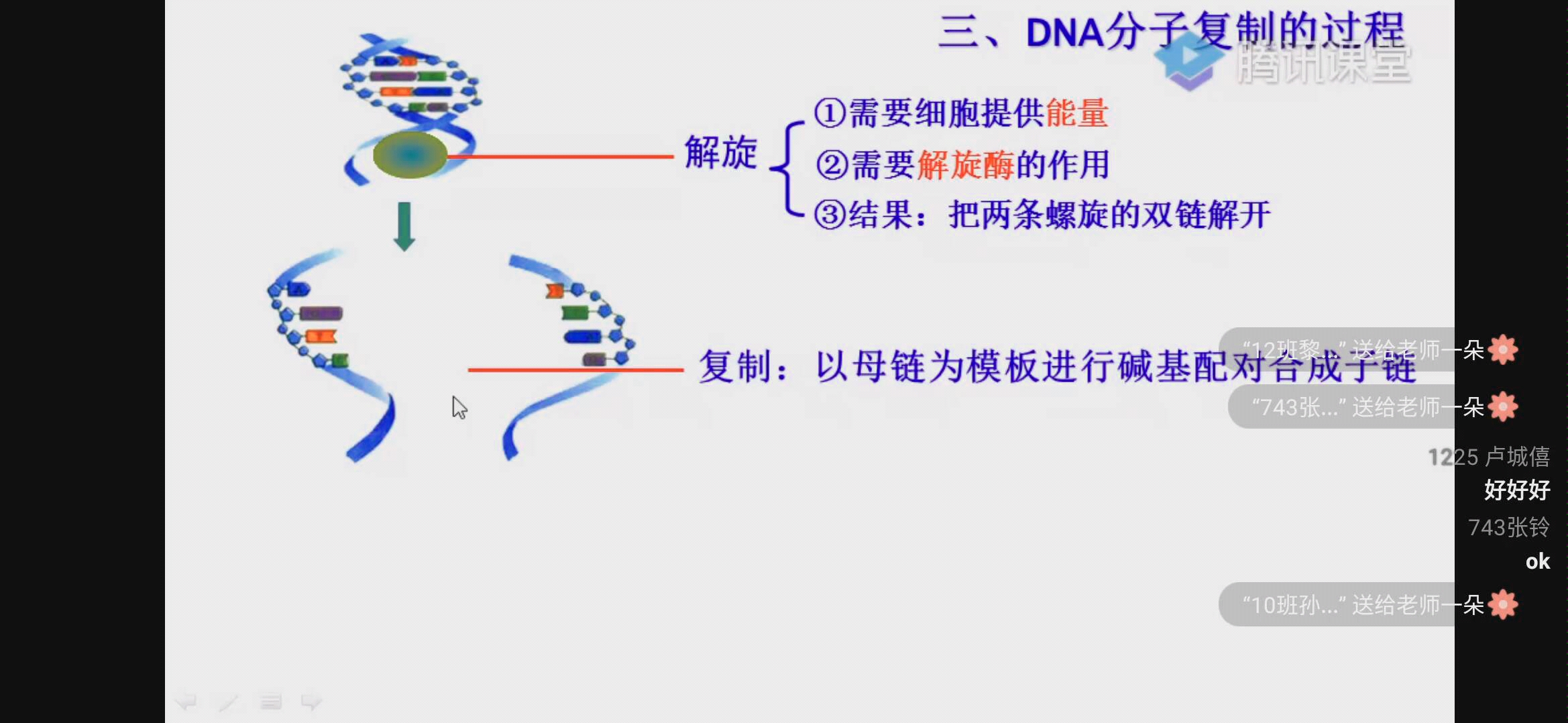 生物必修二DNA分子复制的过程