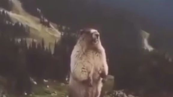 世界搞笑集锦#咱家真有矿# 哦!谢谢你们666