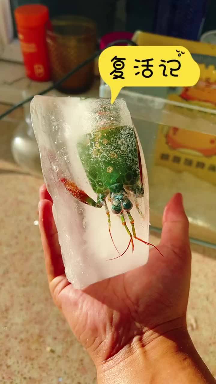 拯救冰冻者现在开始当代年轻人神奇小宠雀尾螳螂虾豚哥的海水家族