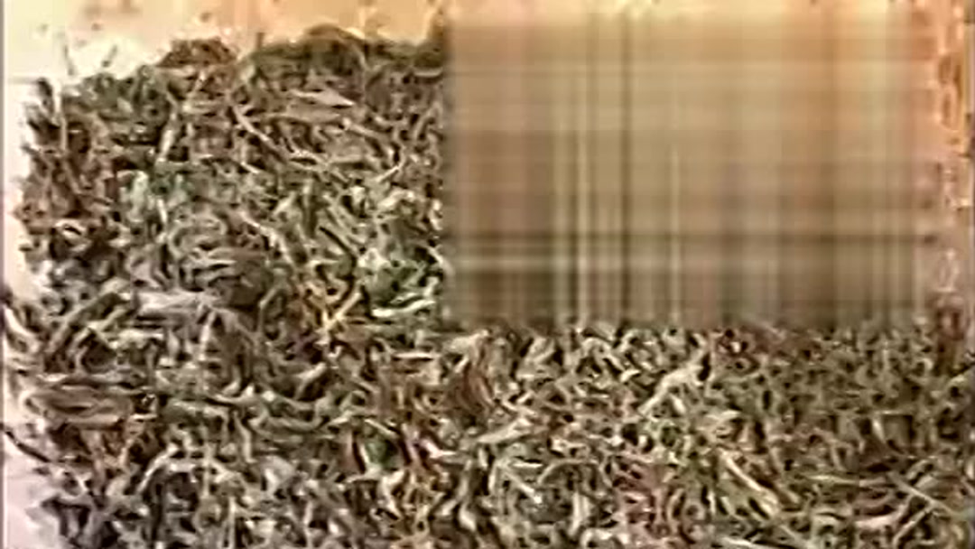 制茶过程视频 制茶视频