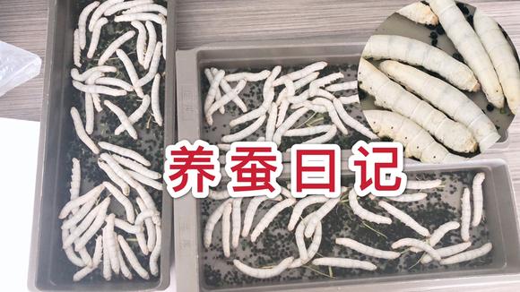 小鱼的养蚕日记,每天都吃不停,拉的多,你们知道蚕最怕什么吗