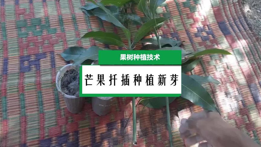 #果树种植技术 芒果扦插,快速种植新芽