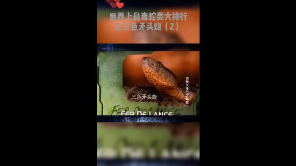 世界上最毒蛇类大排行
