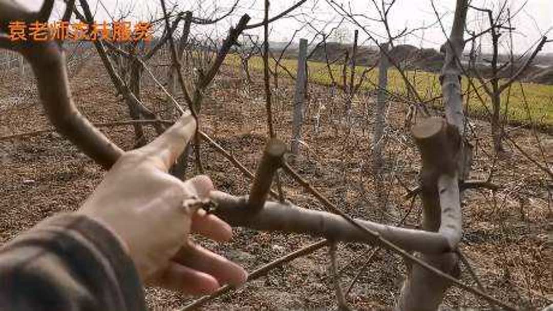 这个果树专用清园剂,杀虫、杀螨又治病