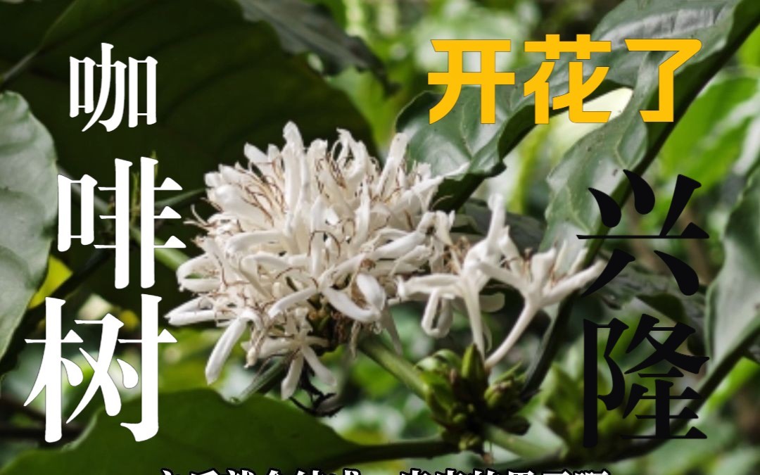 兴隆热带植物园里的咖啡树开花了