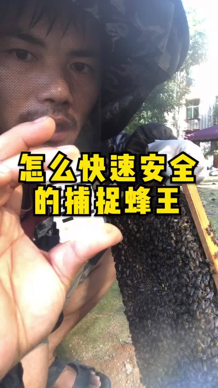 掌握安全正确的关王方法对养好管好蜜蜂群有重要意义