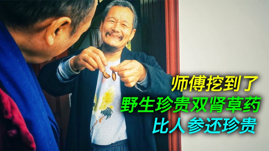 比人参还珍贵2000多一斤,挖到野生草药双肾草,师傅乐得合不上嘴