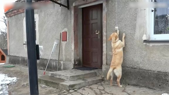 好聪明!错过门禁时间 汪星人按门铃叫醒主人