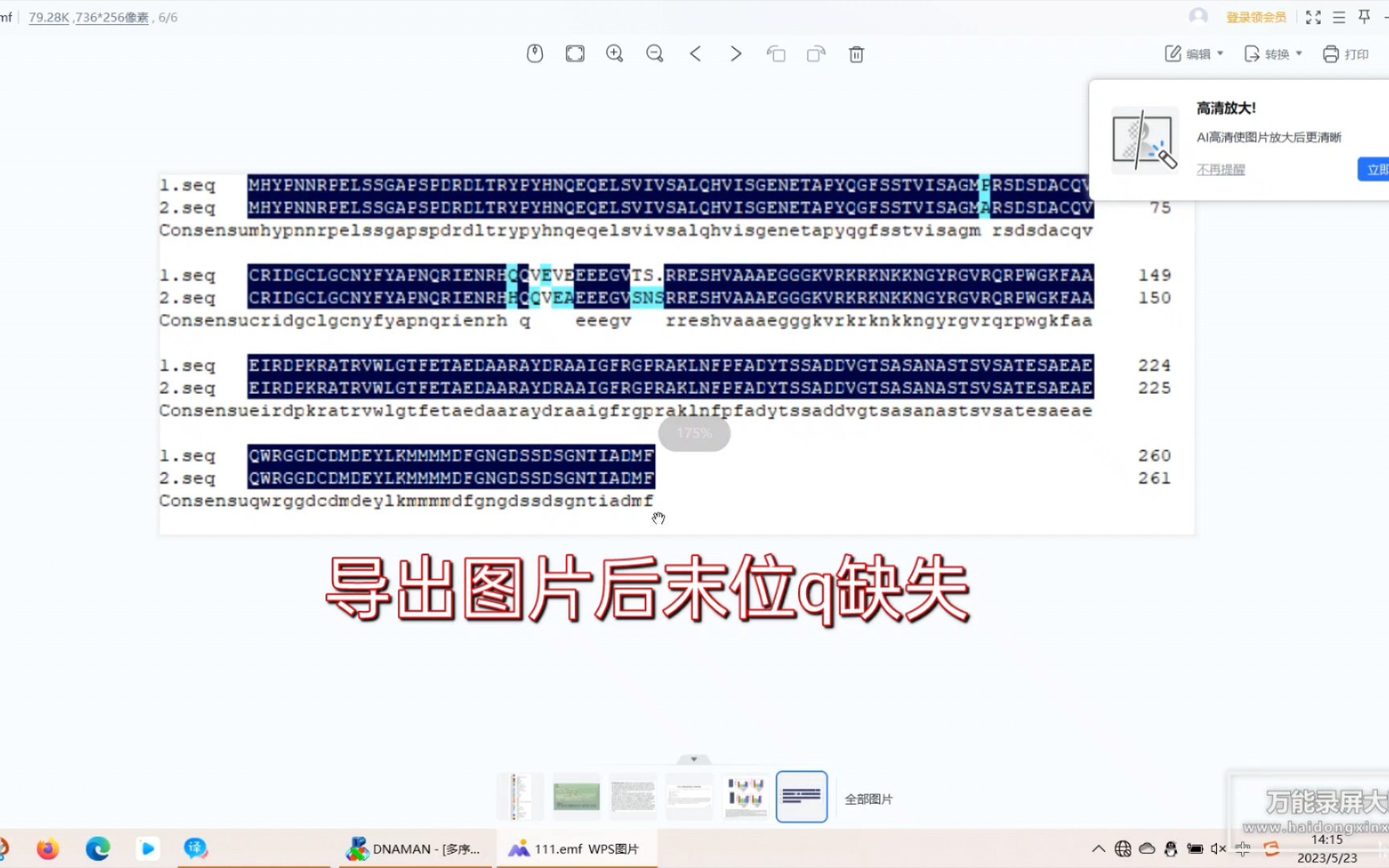 DNAMAN导出序列不全、缺失末位问题解决办法