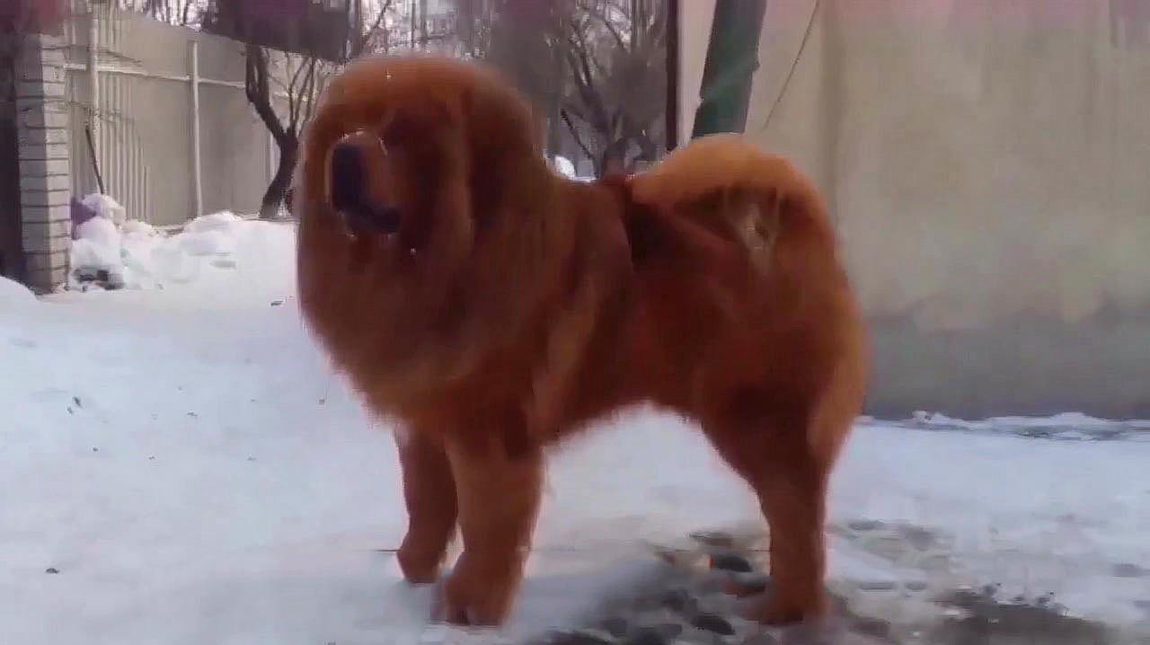 狗狗界最贵的三种狗,中国藏獒上榜,售价高达几千万人民币