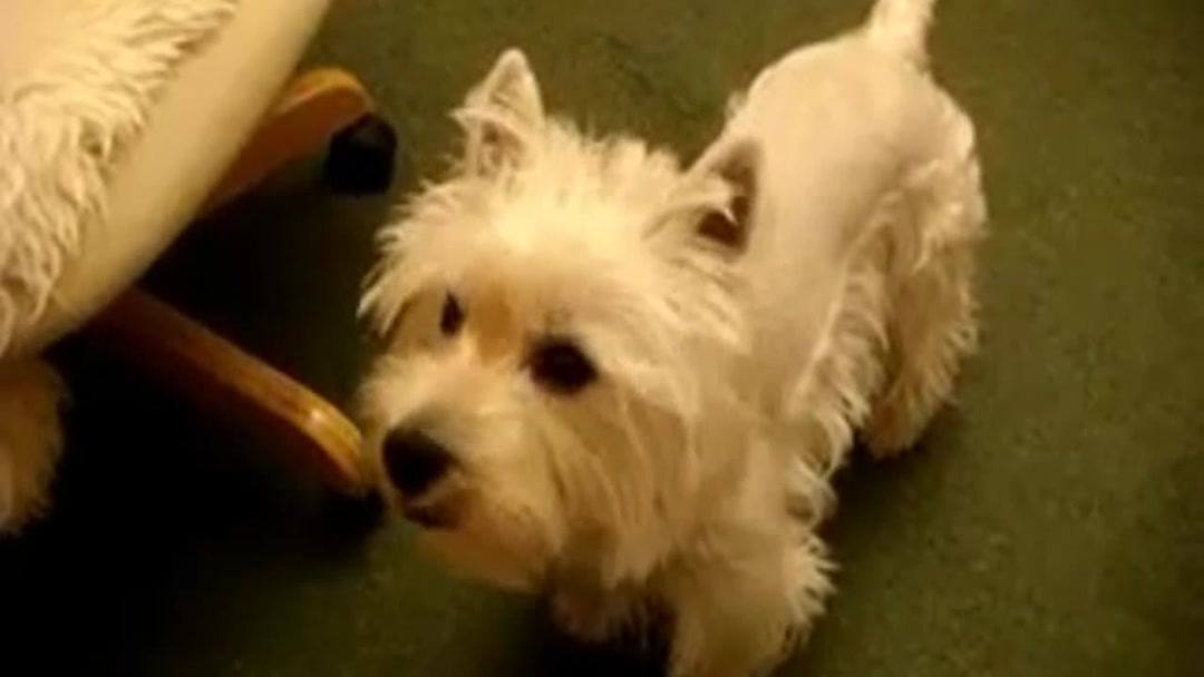 搞笑动物!狗狗表演