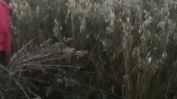 燕麦胚芽米的来源