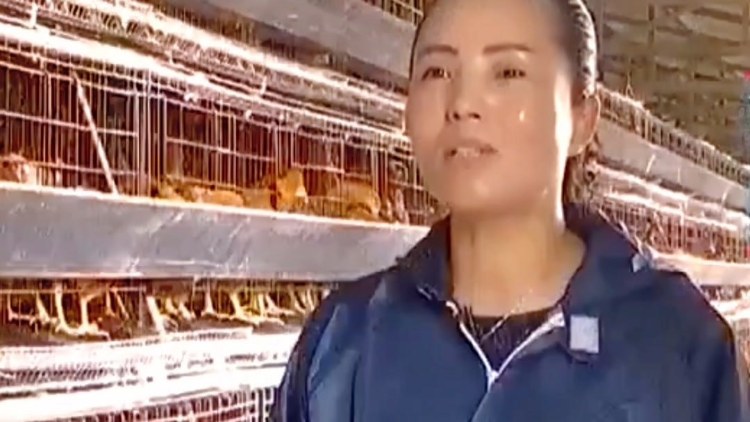 养鸡场用自动化的饲养设备 减少人工投入提高生产效率 前妻投入大