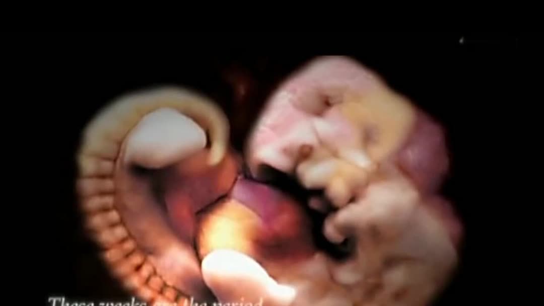 三分钟看完 从怀孕到分娩的全过程 视频