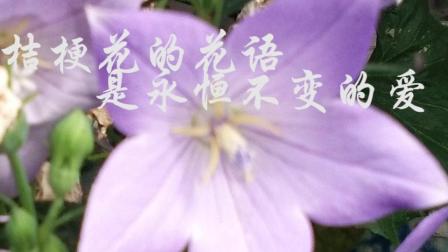 桔梗, 您见过这种桔梗开花吗? 它的功效您知道吗?