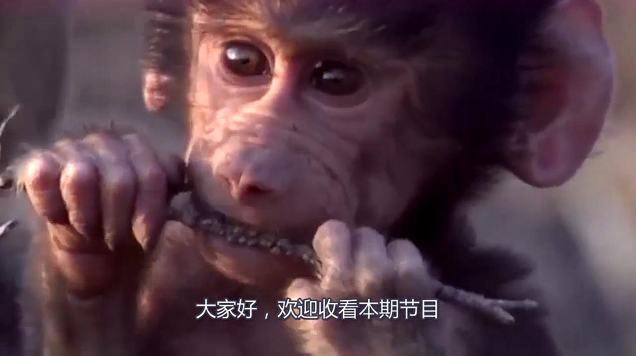 社会等级森严狒狒种族,当上首领就有优先享有交配权!