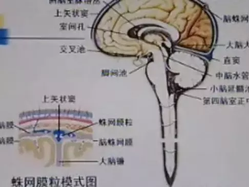 50、第二十章 脑和脊髓的被膜.血管及脑脊液循环 (2)
