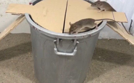 高手制作的捕鼠器,只需要一个水桶和两块纸板,效果特别好