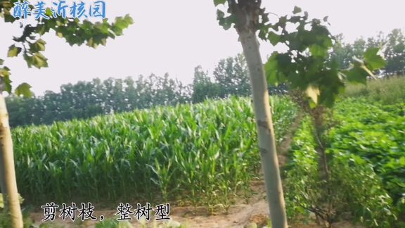 沂核谷子成长记录连载