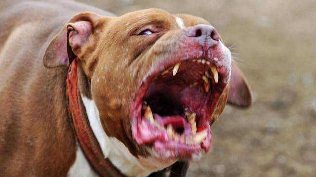 世界上最凶恶一种狗!打起架来不死不休,很多国家已不允许饲养