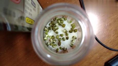 豆芽的生长历程(延时摄影)