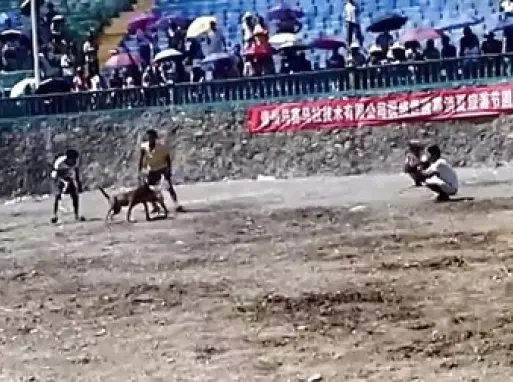 斗狗视频藏獒咬死斗牛犬 斗狗犬打架视频
