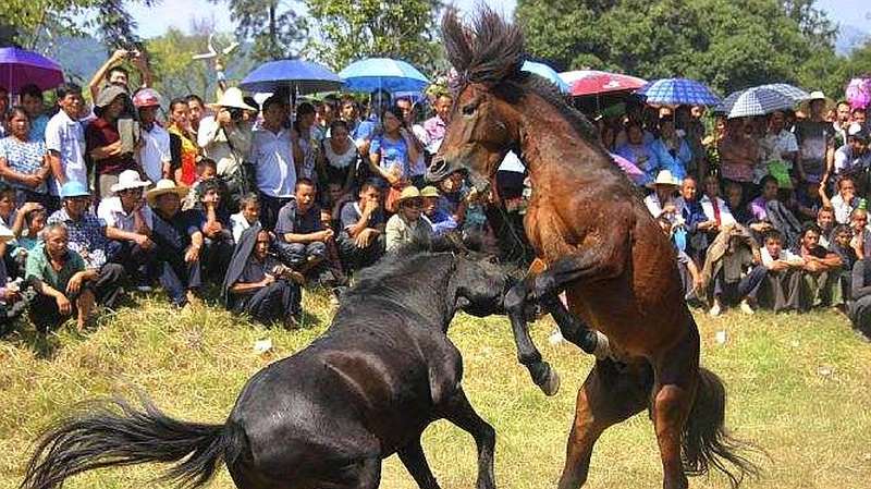 实拍!超激烈的骏马打斗,黑马急跑刹车转头进攻,对手猝不及防!