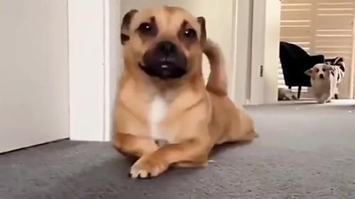 有条模仿的狗是种啥样的体验,模仿柯基走路,表情简直不要不要的!