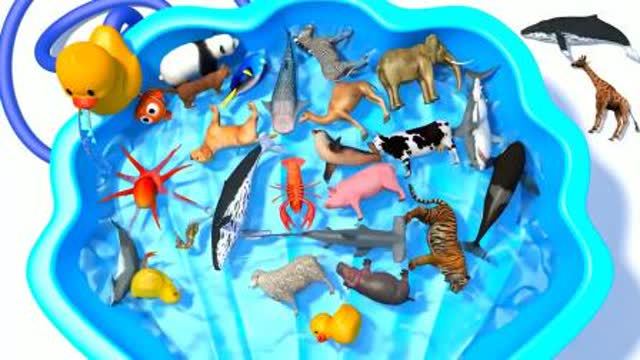 少儿卡通动画 介绍小狗,猫咪,小鸡和鸭子 鲨鱼 海豚 大象