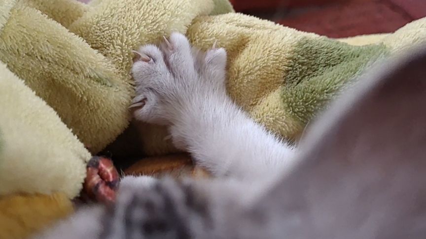 小猫咪踩奶,是想猫妈妈了吗?