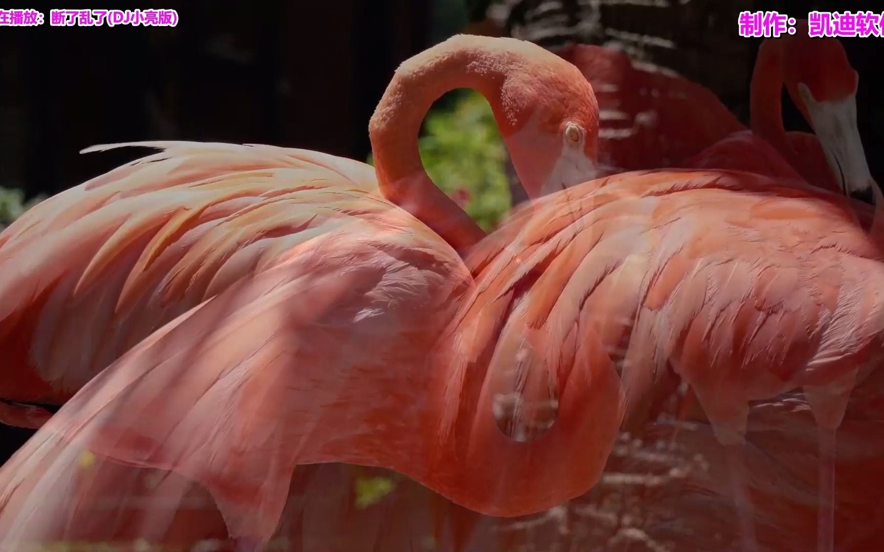 《断了乱了(DJ小亮版)》欣赏,录mv用什么手机软件好