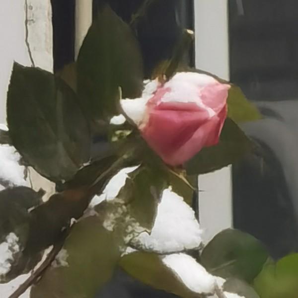 还魂草57009 