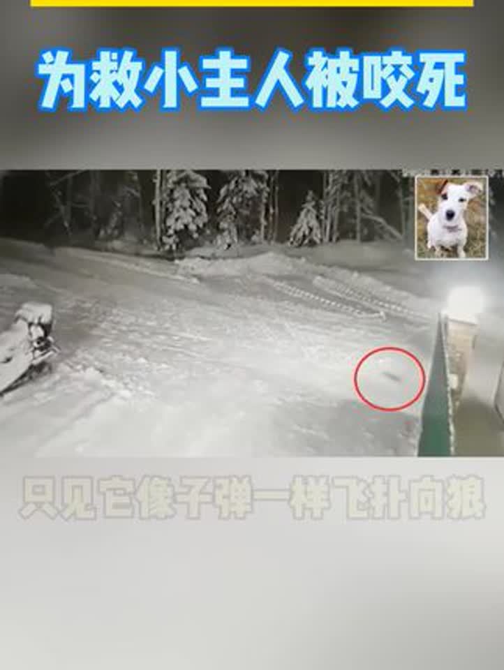 俄罗斯一只宠物狗为救10岁男孩勇敢扑向狼,不幸被咬死